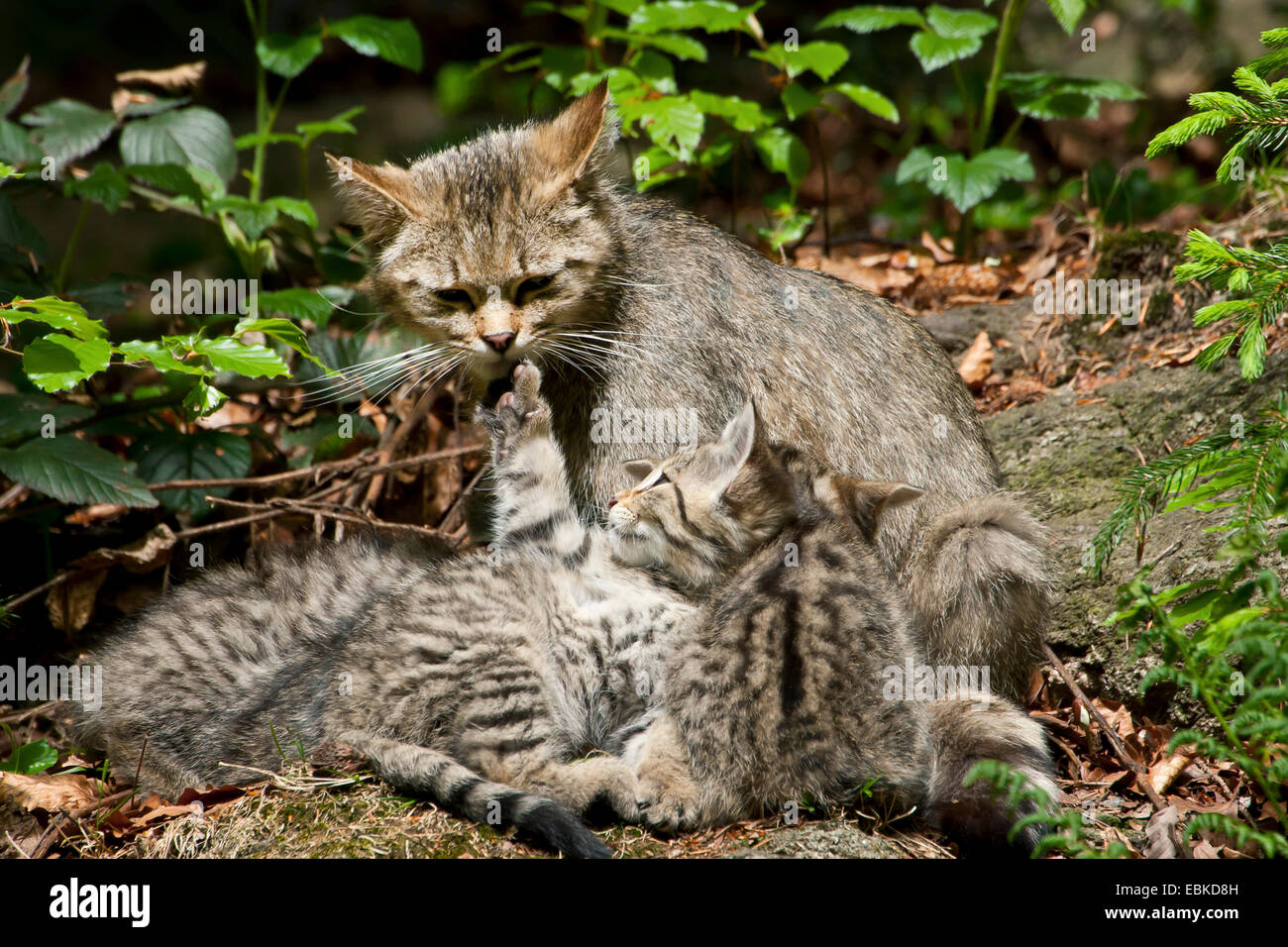 Mother cat kittens hi-res stock photography and images - Alamy