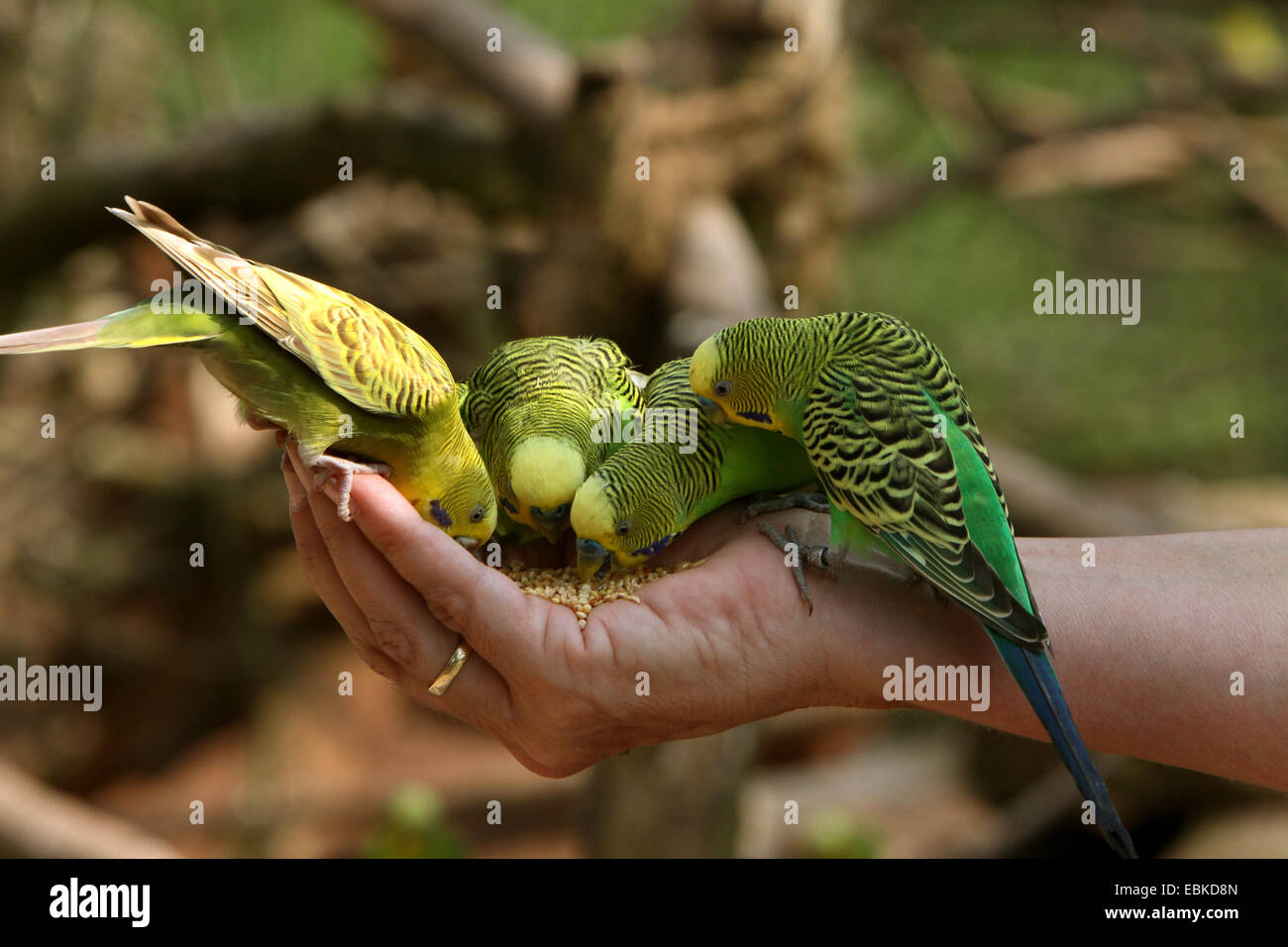 budgerigar, budgie, parakeet (Melopsittacus undulatus), four trusting ...