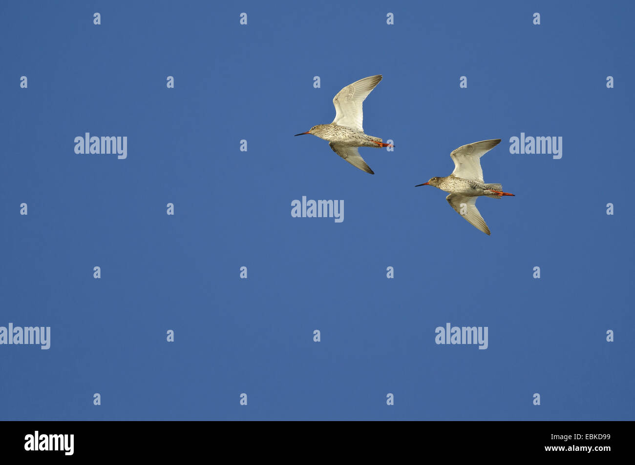 common redshank (Tringa totanus), two flying birds, Germany, Lower ...