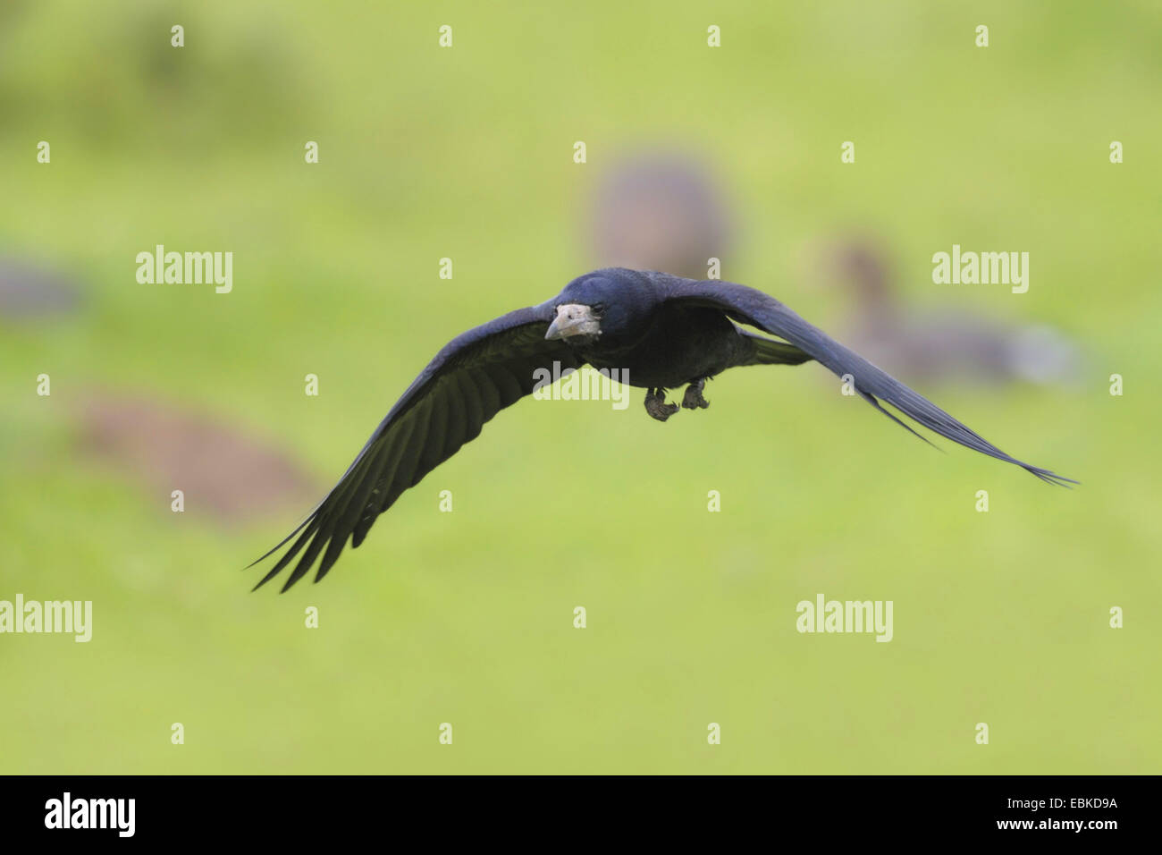rook (Corvus frugilegus), flying Stock Photo - Alamy