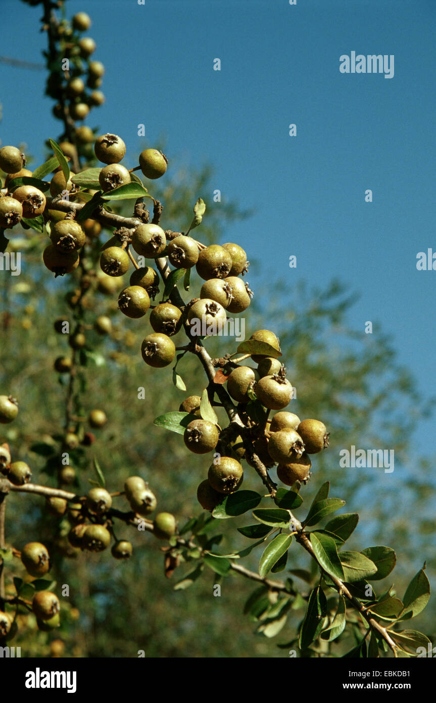 Almond leaved pear tree hi-res stock photography and images - Alamy