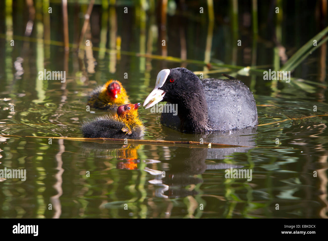Black chicks hi-res stock photography and images - Alamy