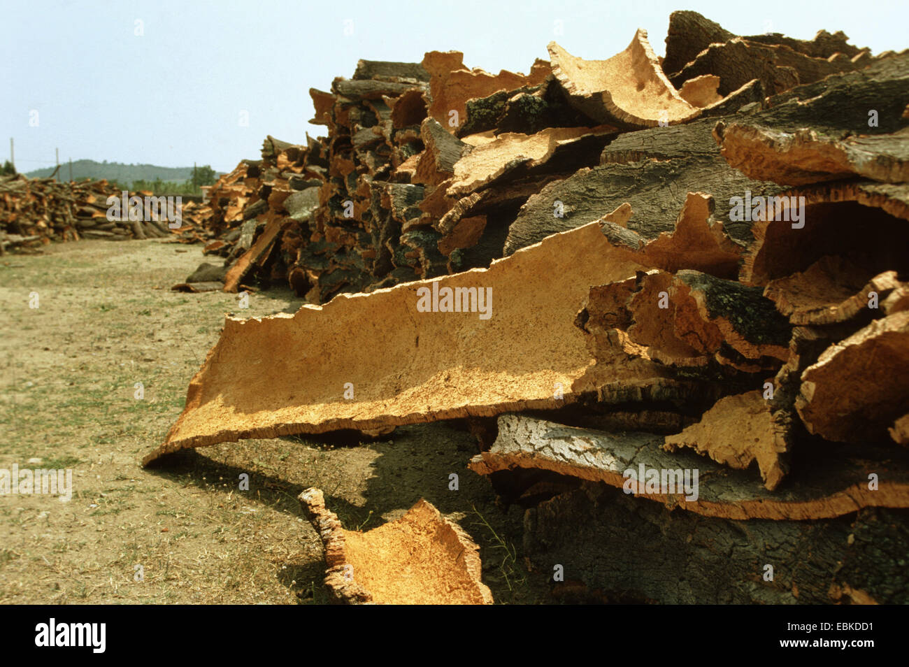 cork oak (Quercus suber), cut bark, Spain Stock Photo - Alamy
