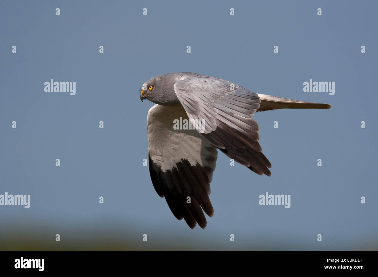 Male Hen Harrier High Resolution Stock Photography and Images - Alamy