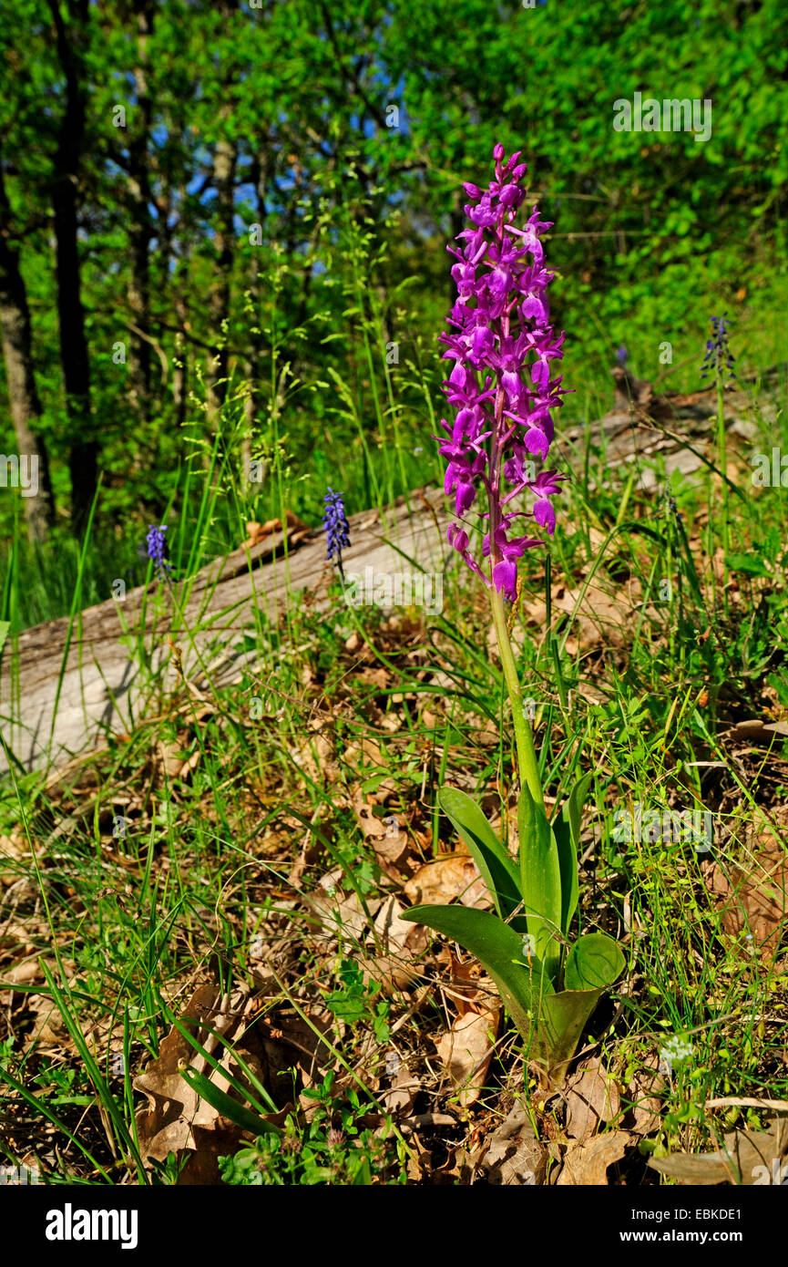 orchid (Orchis pinetorum ), blooming, Greece, Thrakien Stock Photo - Alamy