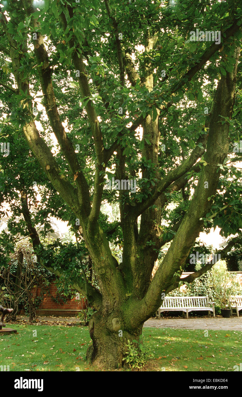 Turner's oak (Quercus x turneri, Quercus turneri Stock Photo - Alamy