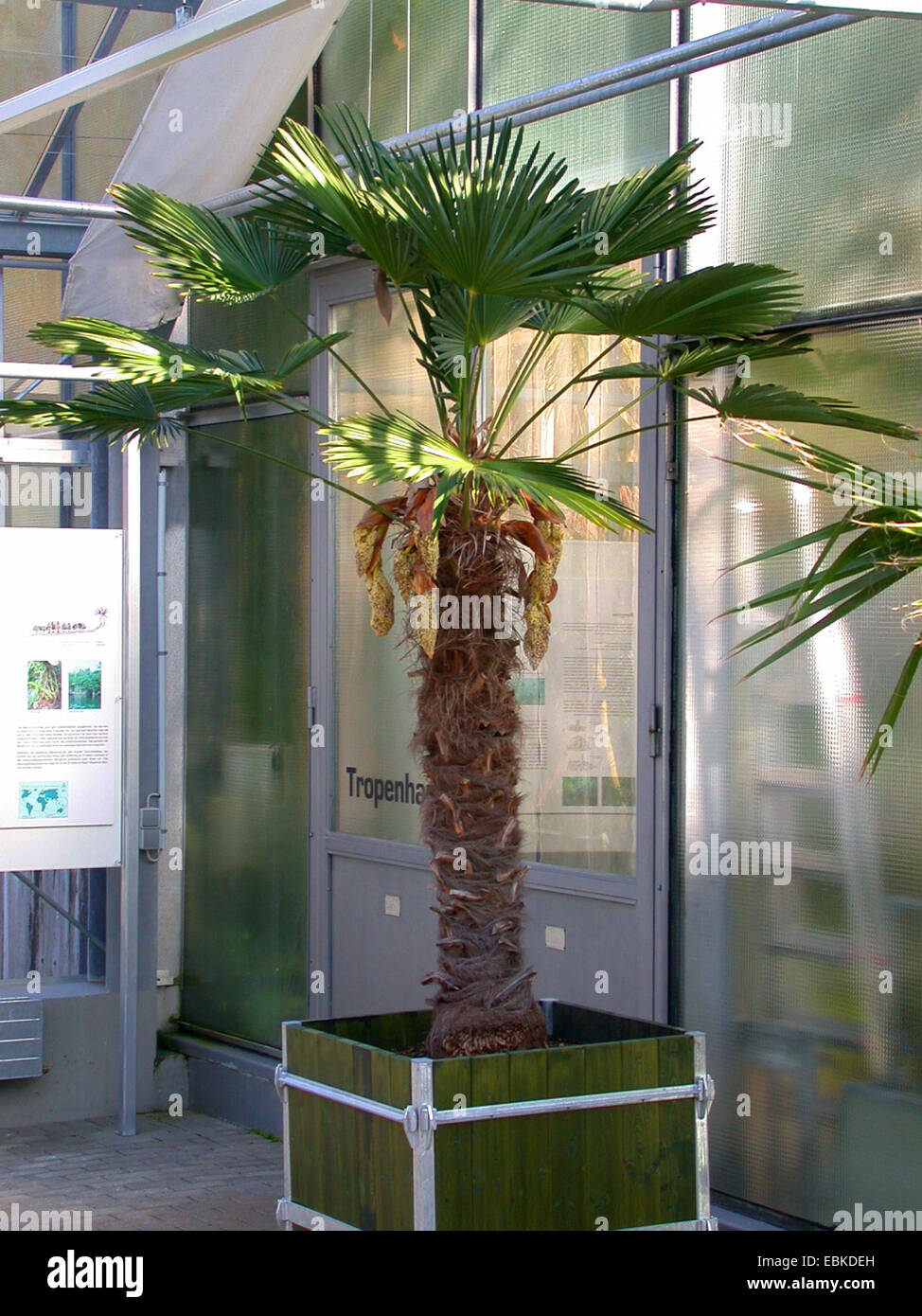 Wagners hemp palm (Trachycarpus wagnerianus), container plant in a ...