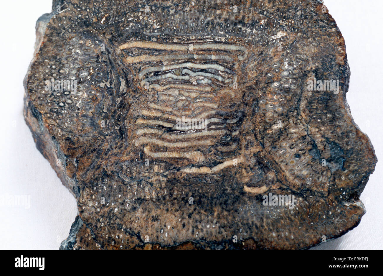 Psaronius asterolithus, fossil seed fern, trunk, vascular tissue ...