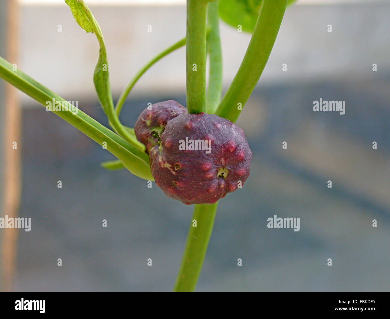 yams (Dioscorea sanzibarensis), bulb Stock Photo - Alamy