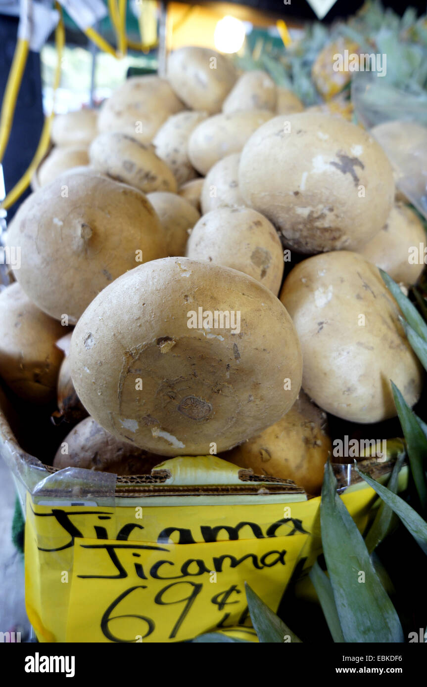 Jicama, Mexican Yam, Mexican Turnip (Pachyrhizus erosus), bulbs on a ...