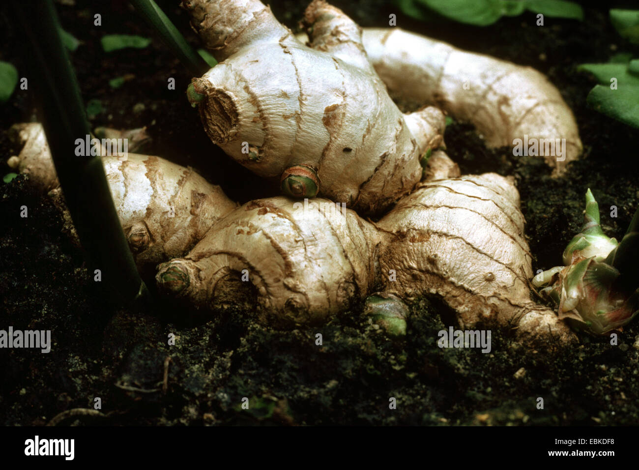 ginger, common ginger, cooking ginger, Canton ginger (Zingiber ...