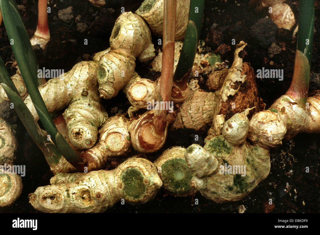 ginger, common ginger, cooking ginger, Canton ginger (Zingiber ...