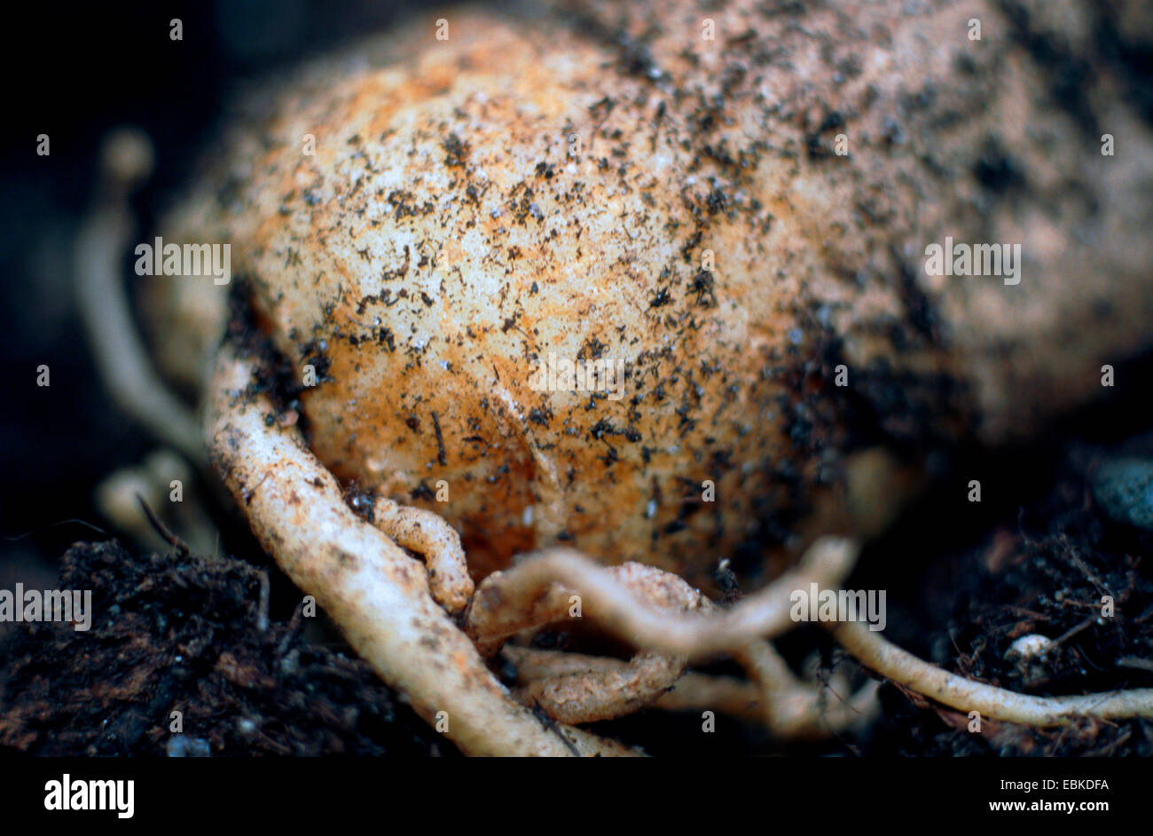 grapple plant, devil's claw (Harpagophytum procumbens), bulb Stock ...