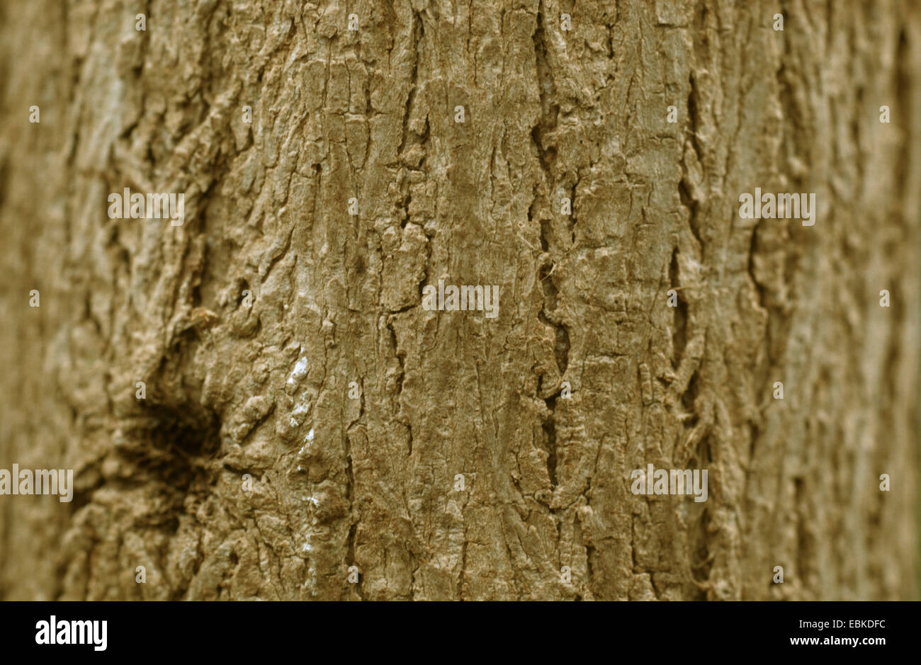 Lasura hi-res stock photography and images - Alamy