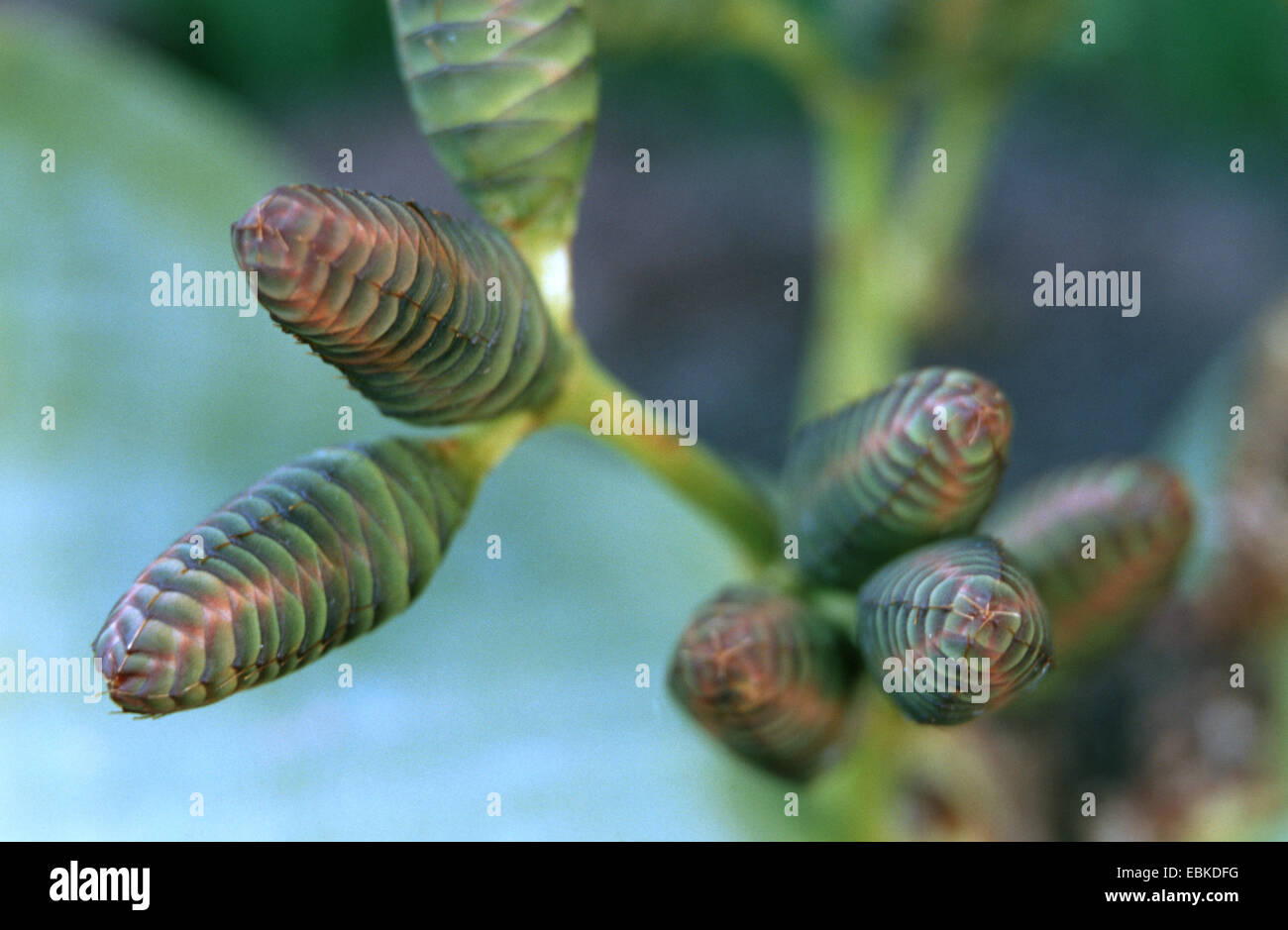 Tumbo tree hi-res stock photography and images - Alamy