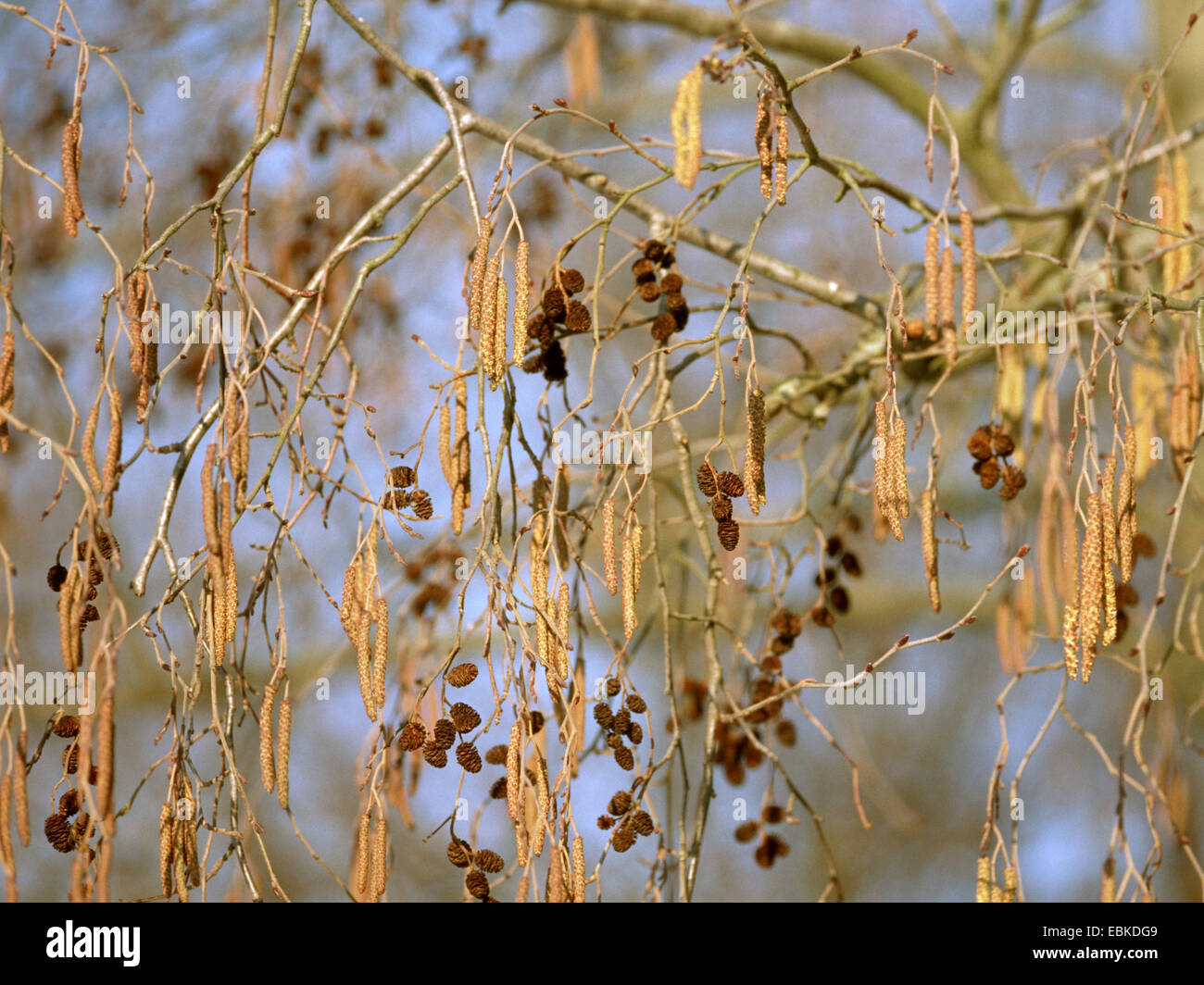 grey alder, hoary alder, speckled alder (Alnus incana), with mature ...