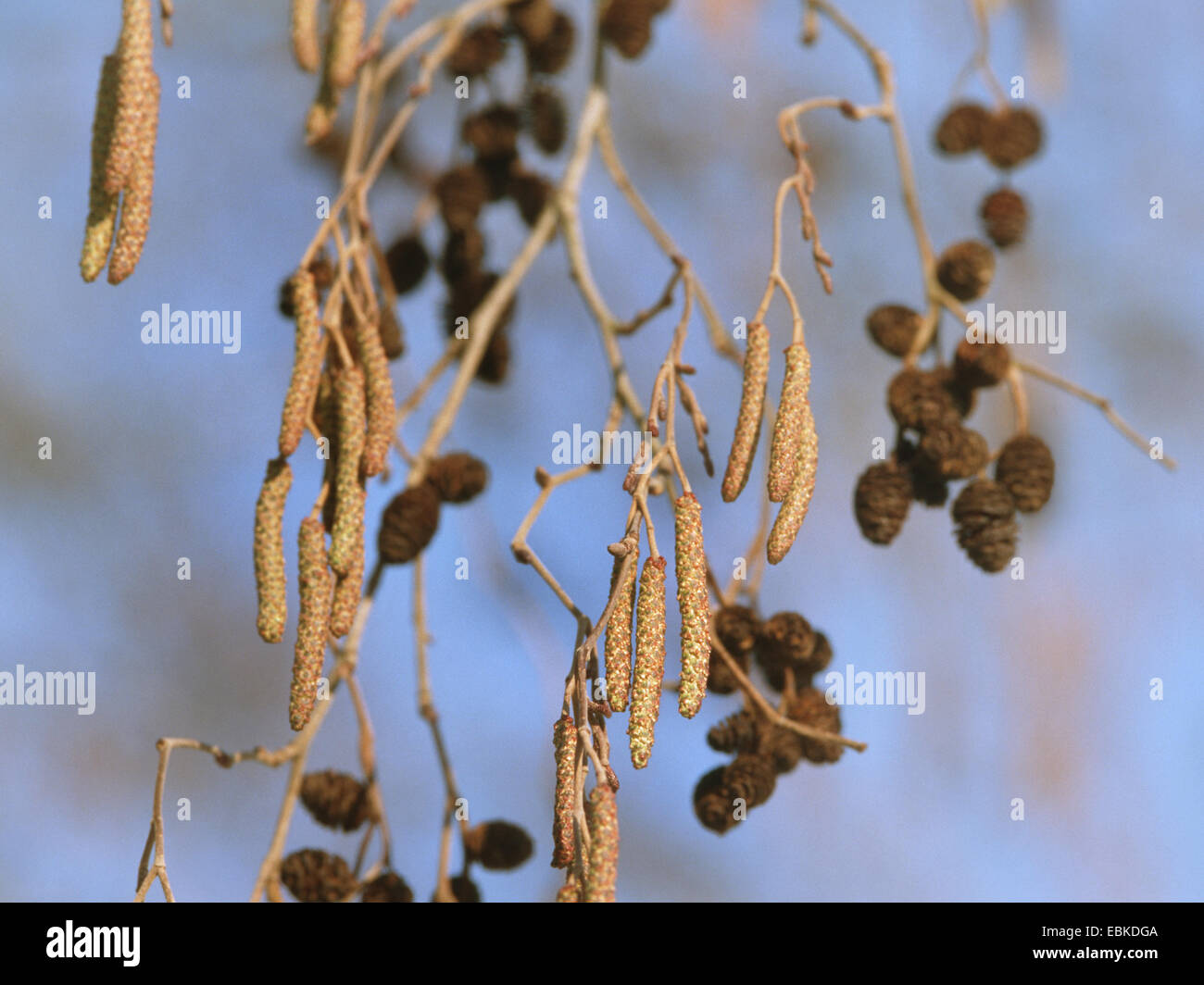 grey alder, hoary alder, speckled alder (Alnus incana), with mature ...