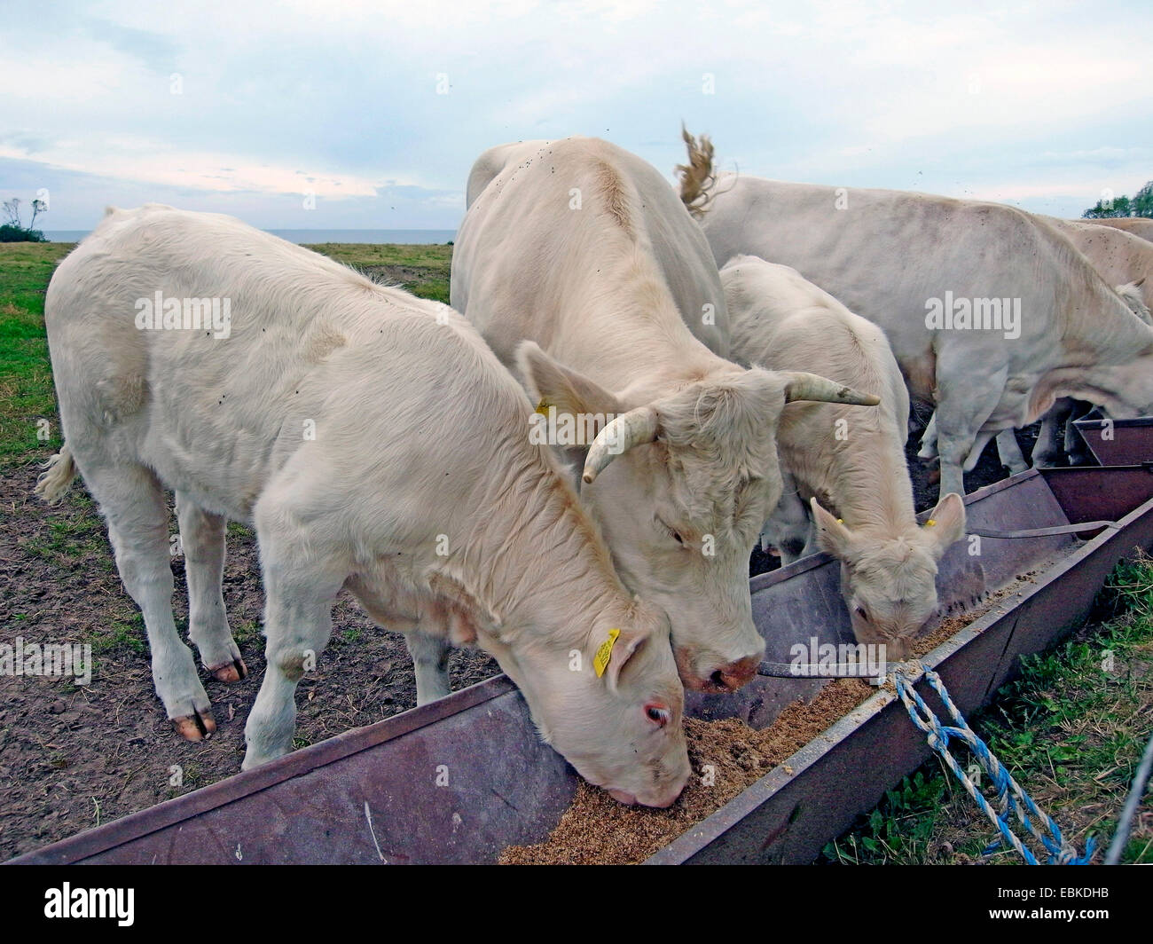 Charolais cattle, domestic cattle (Bos primigenius f. taurus), cattle ...