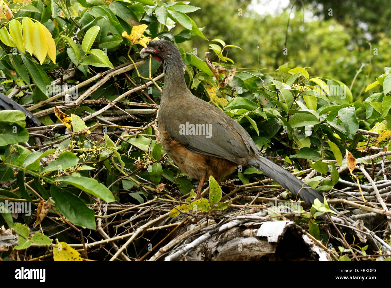 Chaco Chachalaca (Ortalis canicollis pantanalensis), sitting in ...