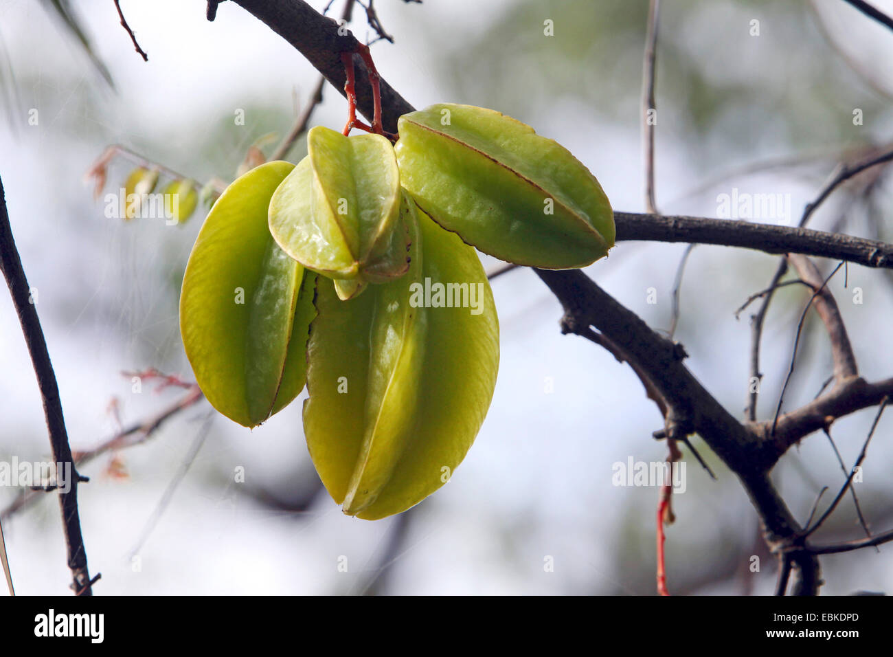 starfruit, carambola fruit, bilimbi, belimbing, Chinese star fruit ...