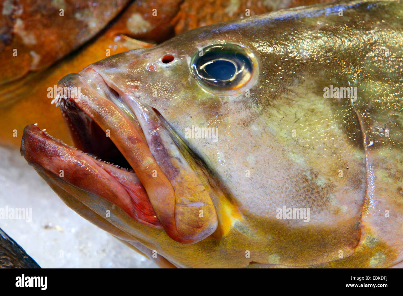 Grouper fish caught fish hi-res stock photography and images - Alamy