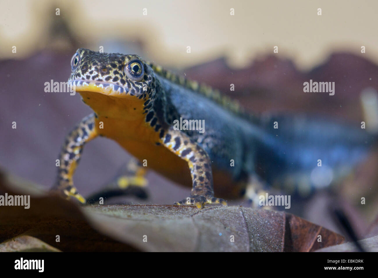 Newt spawning hi-res stock photography and images - Alamy