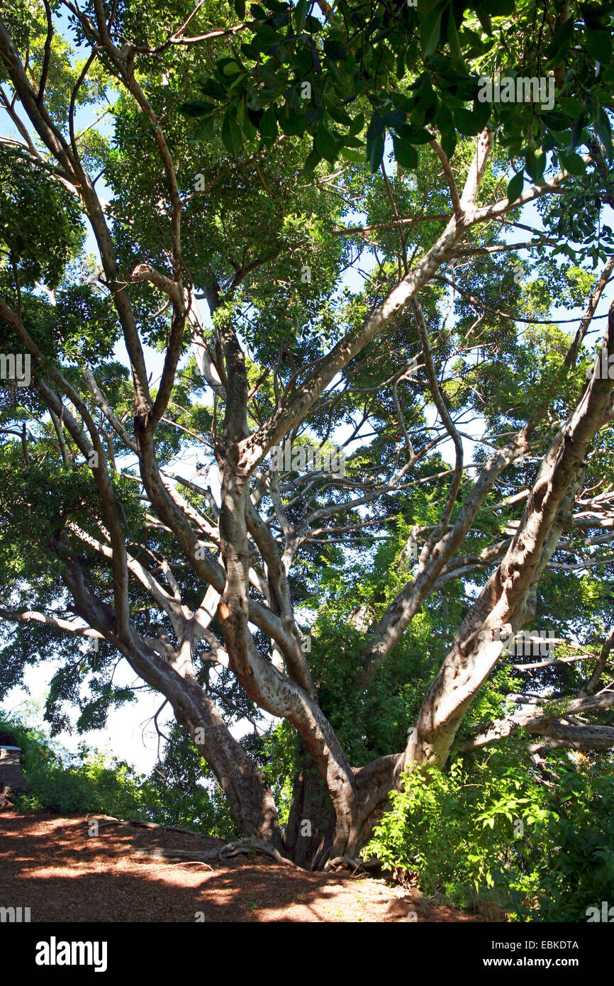 Laurus azorica hi-res stock photography and images - Alamy