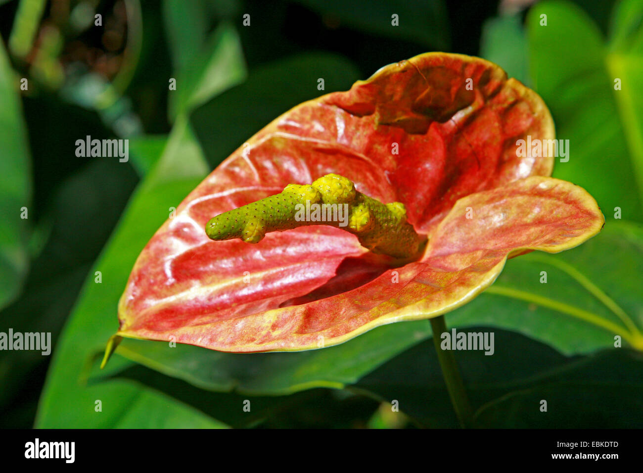 flamingo plant (Anthurium spec.), inflorescence Stock Photo - Alamy
