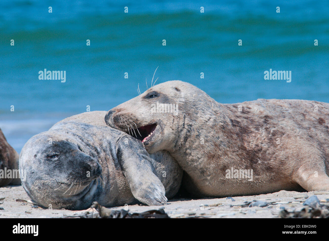 gray seal (Halichoerus grypus), male and female scuffling at the beach ...