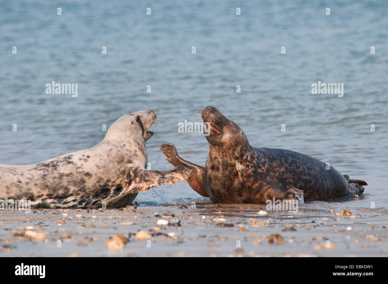 gray seal (Halichoerus grypus), male and female scuffling at the beach ...