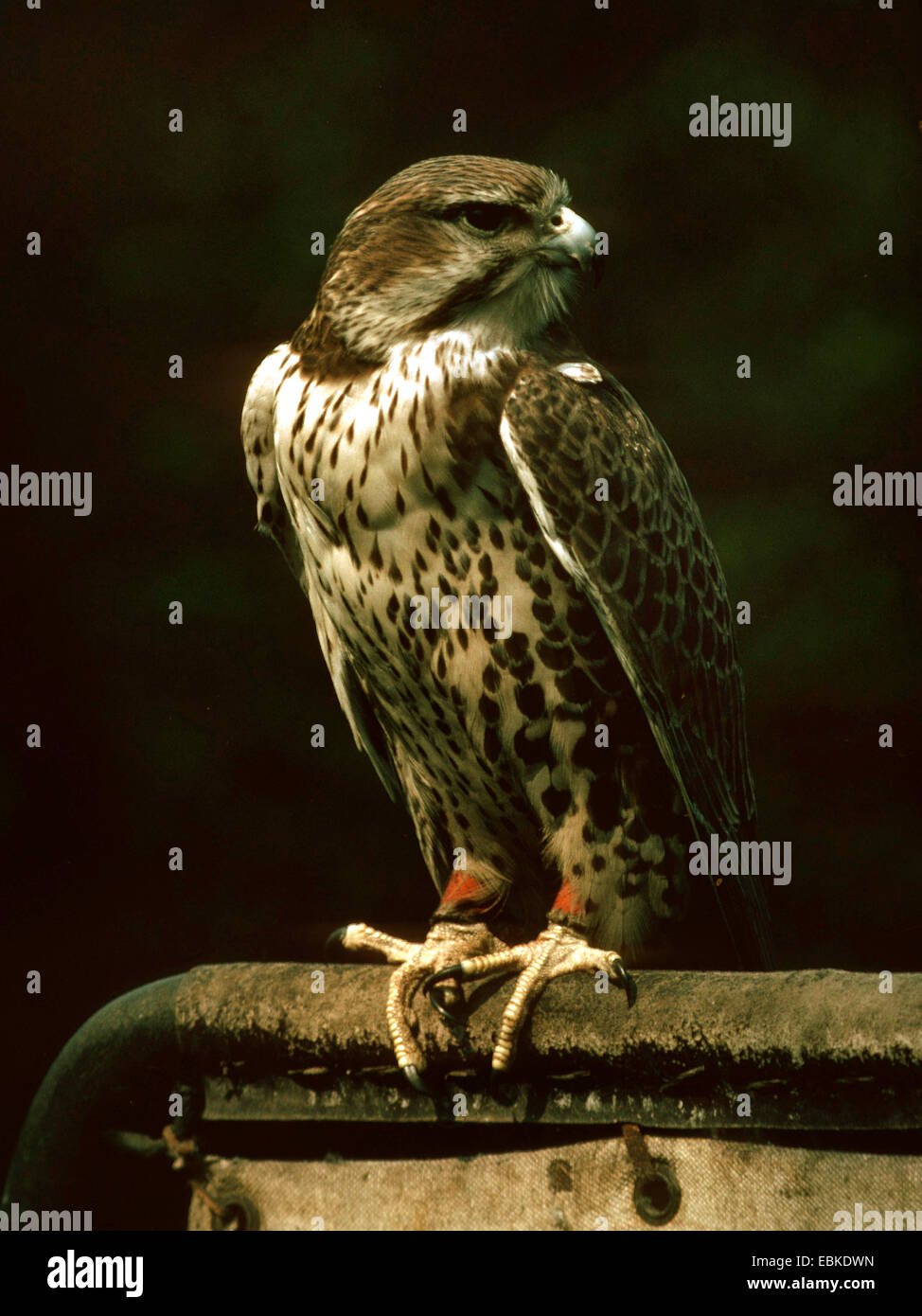 Falcon hi-res stock photography and images - Alamy