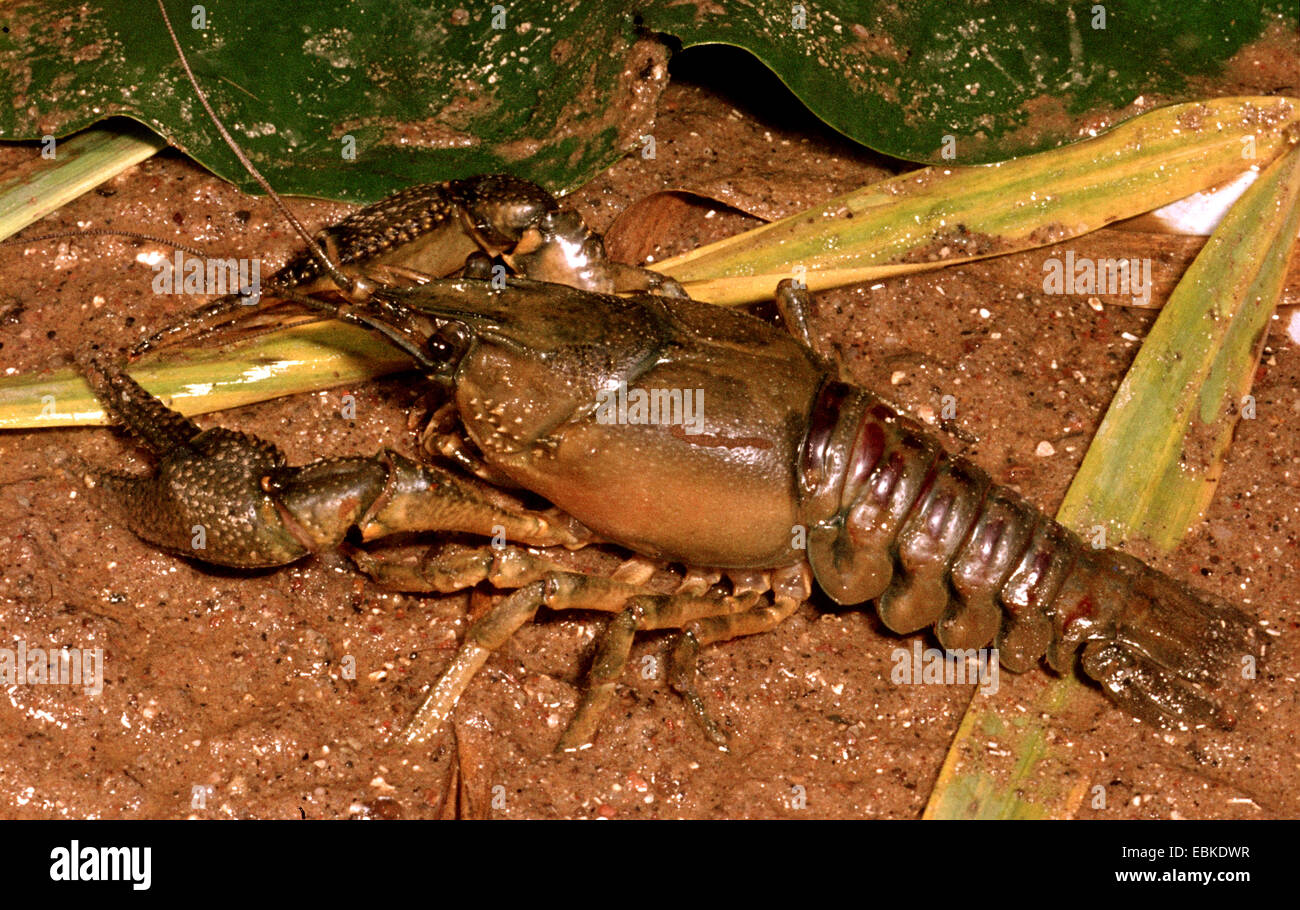 spinycheek crayfish, American crayfish, American river crayfish ...