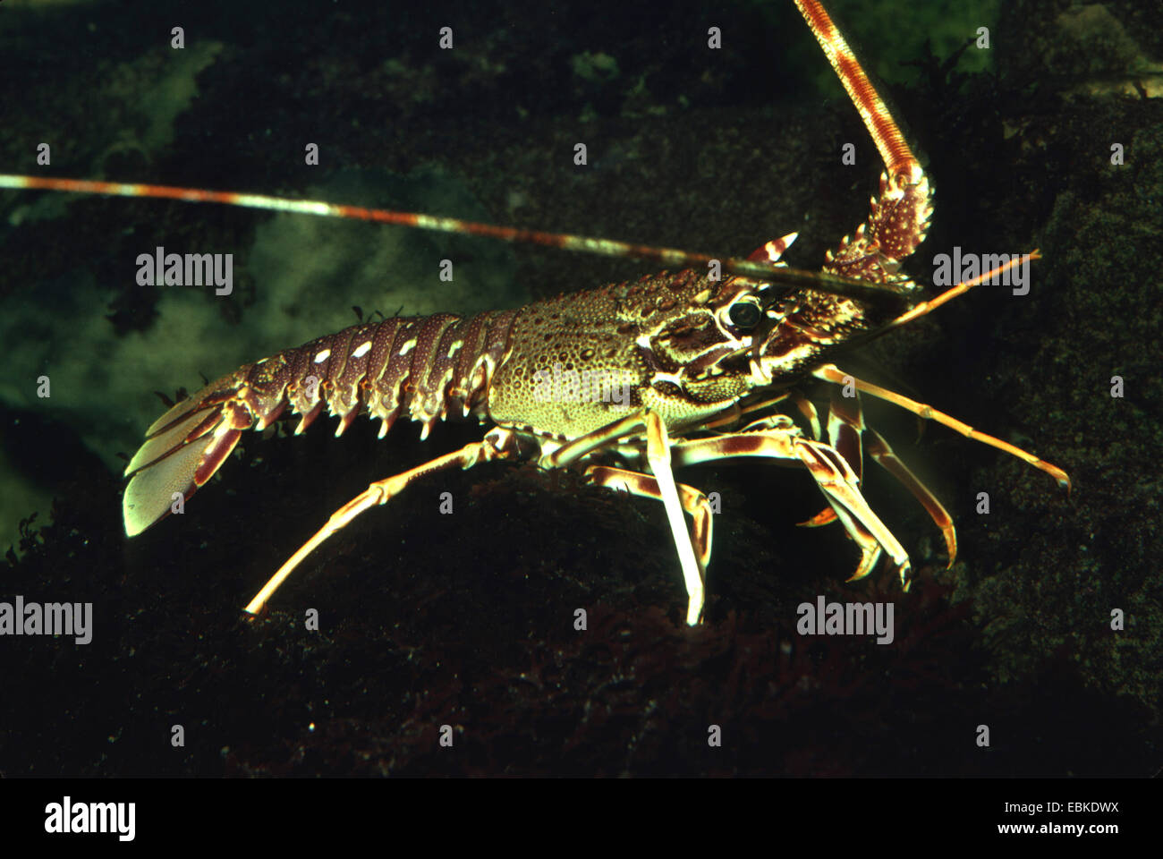 crawfish, common crawfish, European spiny lobster, spiny lobster ...