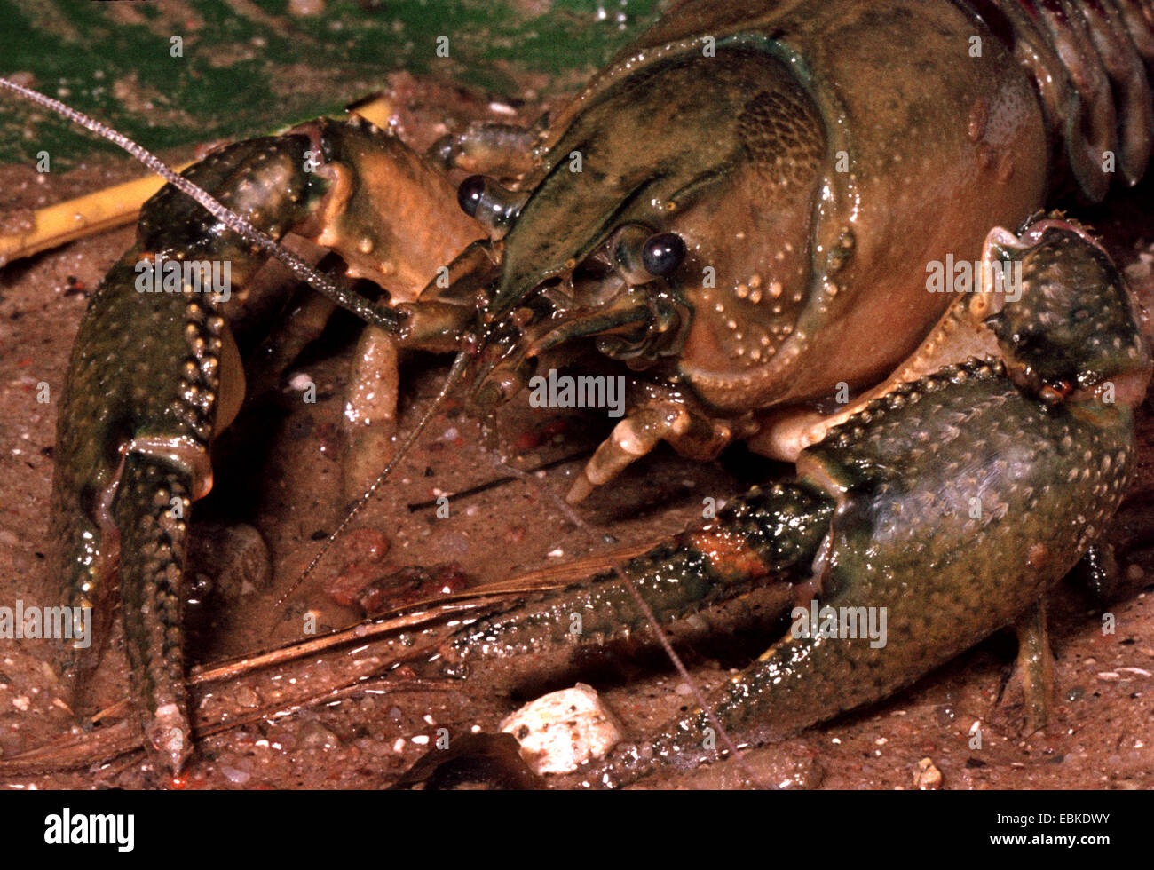 Striped crayfish hi-res stock photography and images - Alamy
