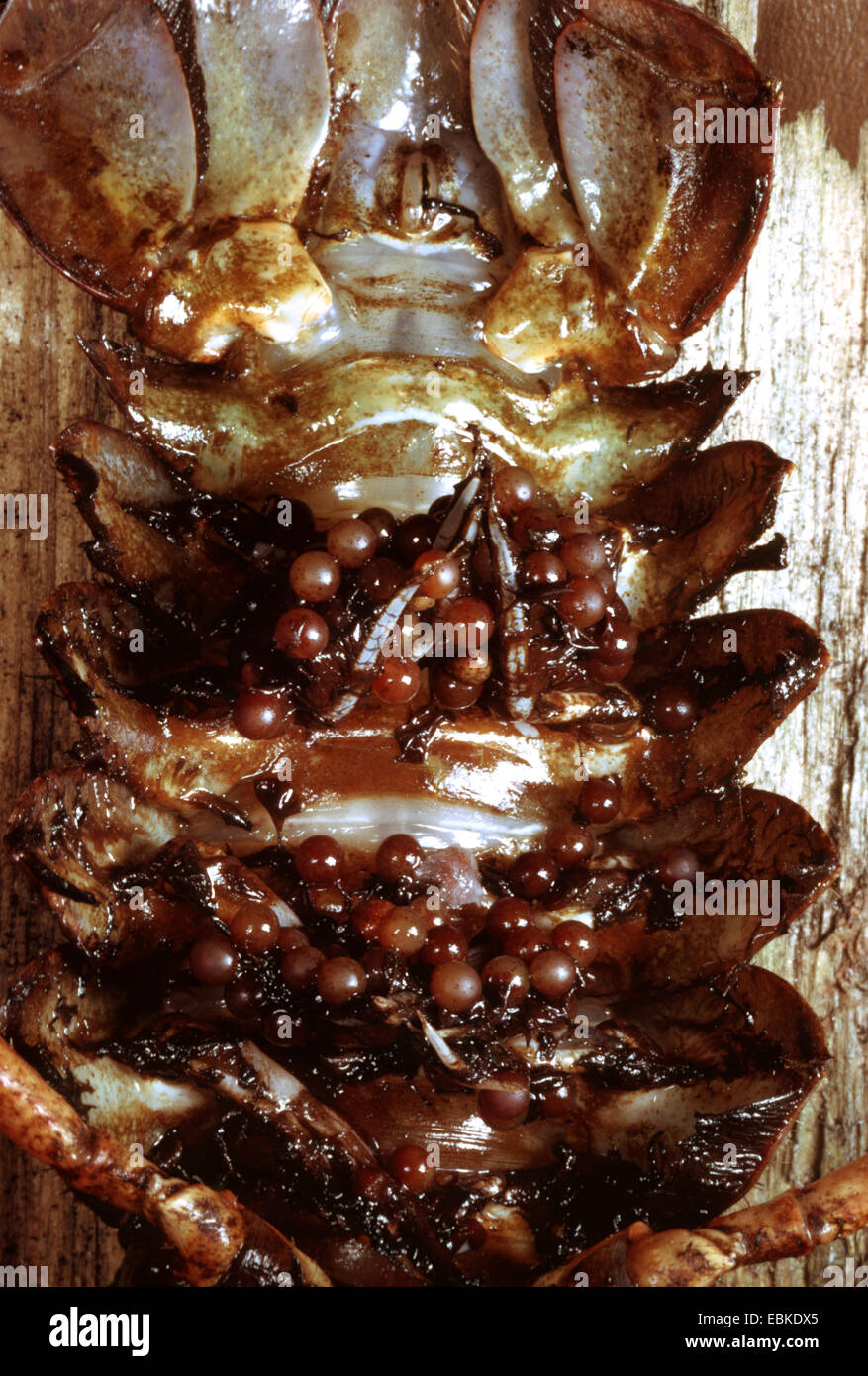 Close up of crayfish eggs hi-res stock photography and images - Alamy