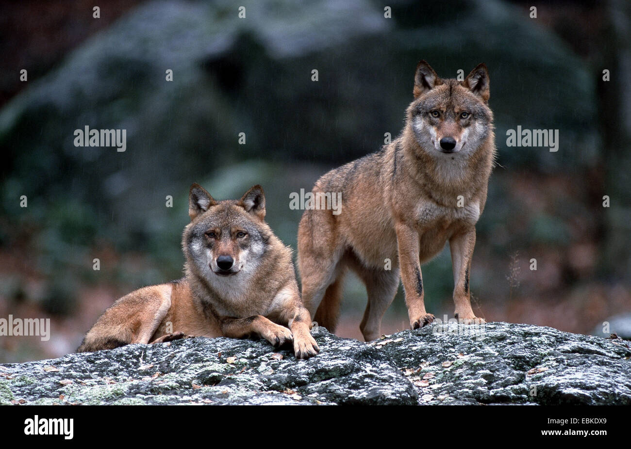 European gray wolf (Canis lupus lupus), two individuals, Germany ...