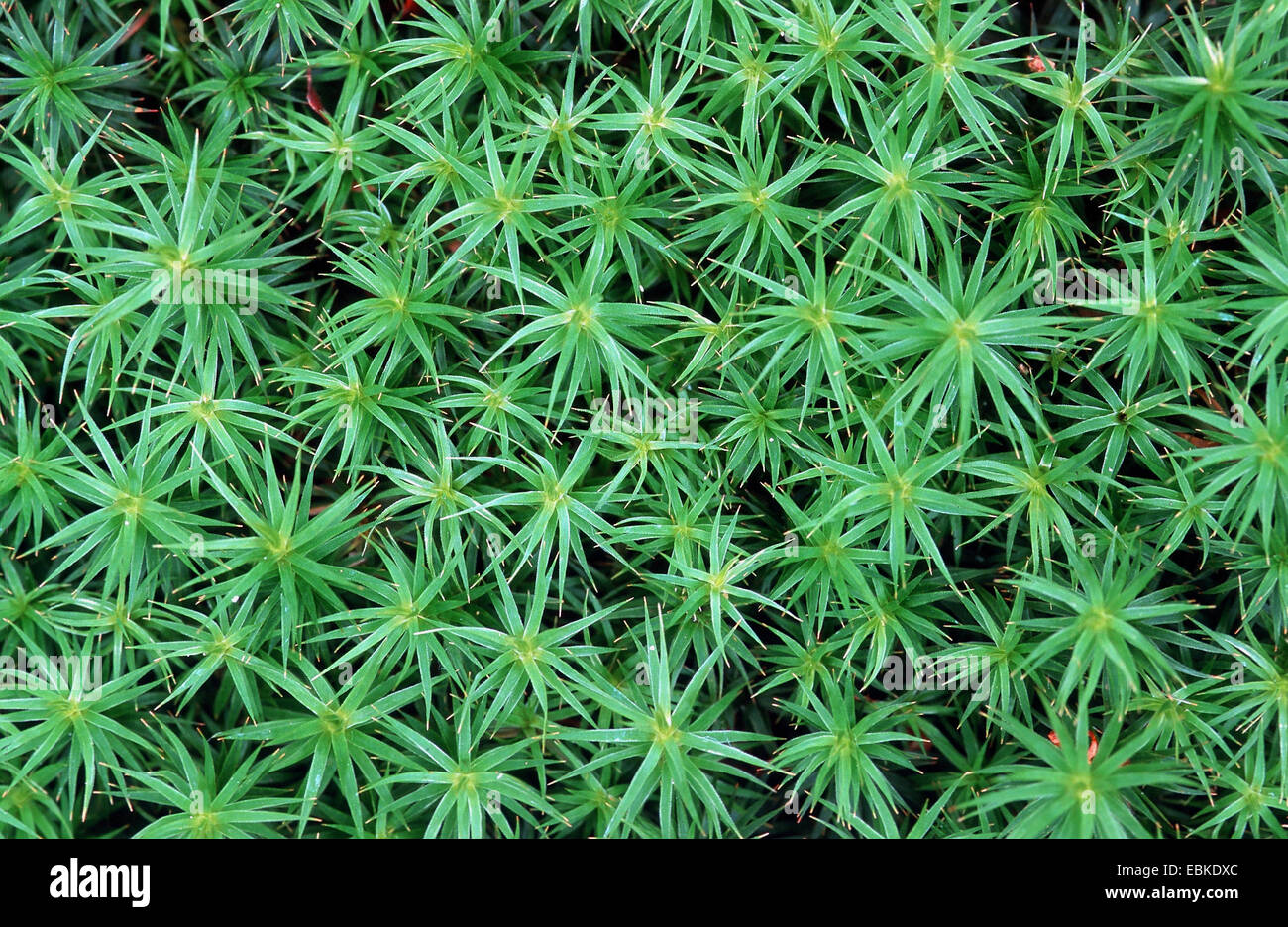 Hair cap moss (Polytrichum commune), habit, Germany, Bavaria, Bavarian ...