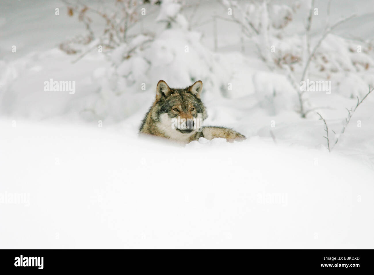 European gray wolf (Canis lupus lupus), in snow, Germany, Bavaria ...