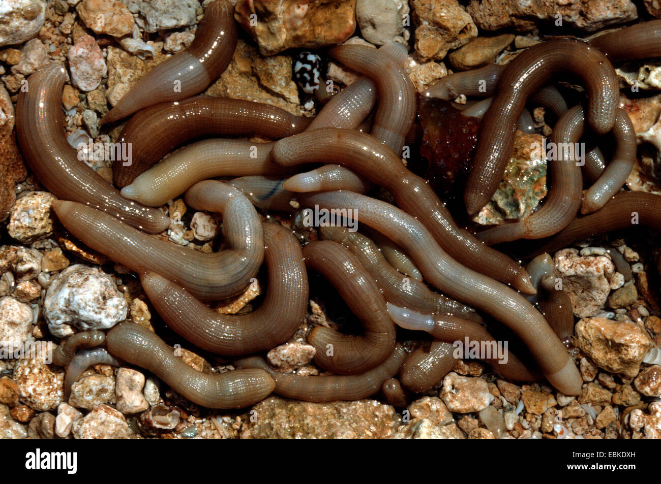 Sipuncula hi-res stock photography and images - Alamy