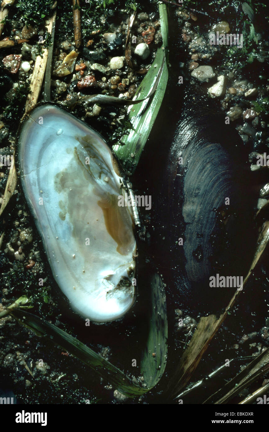 Mussel shell in sand hi-res stock photography and images - Alamy