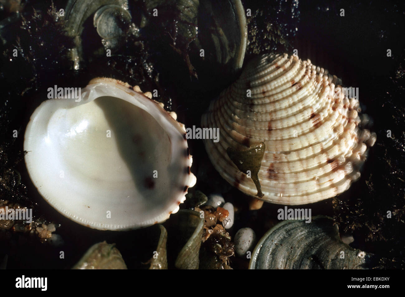 Venus shells hi-res stock photography and images - Alamy
