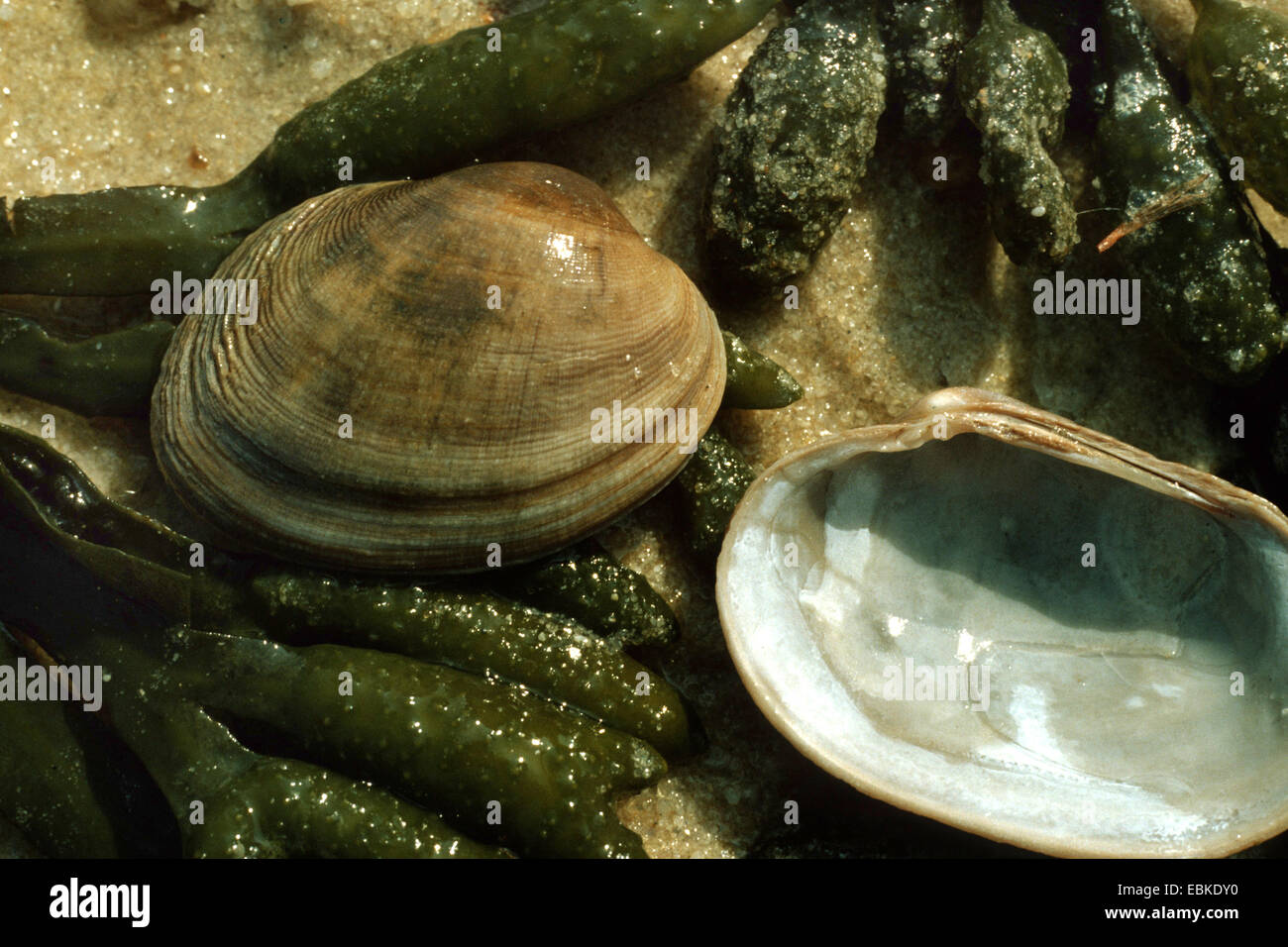 Carpet shell clams hi-res stock photography and images - Alamy
