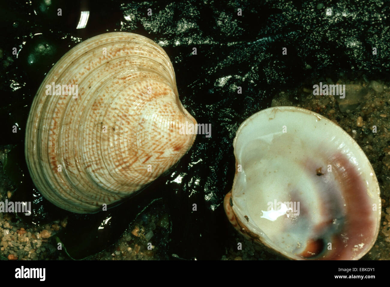 Striped venus chicken venus chamelea hi-res stock photography and ...