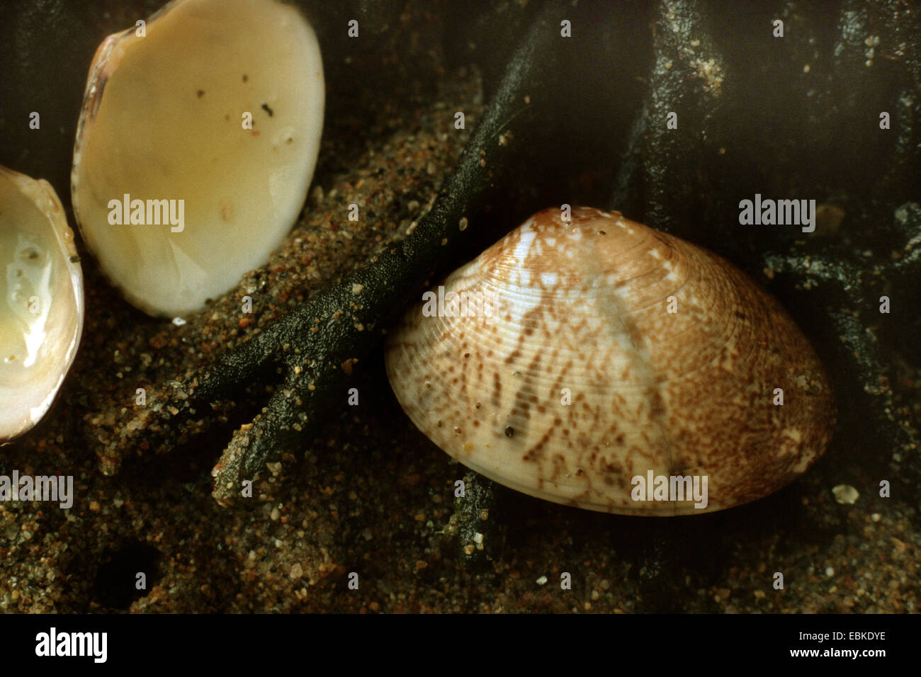 golden carpetclam, golden venus (golden carpet shell) (Tapes aureus ...
