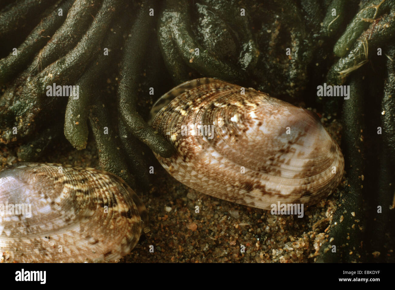 Carpet shell (Venerupis geographica), on wet sand among algae Stock ...