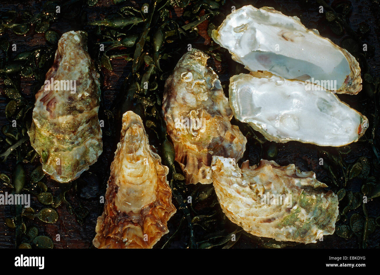 Pacific oyster, giant Pacific oyster, Japanese oyster (Crassostrea ...