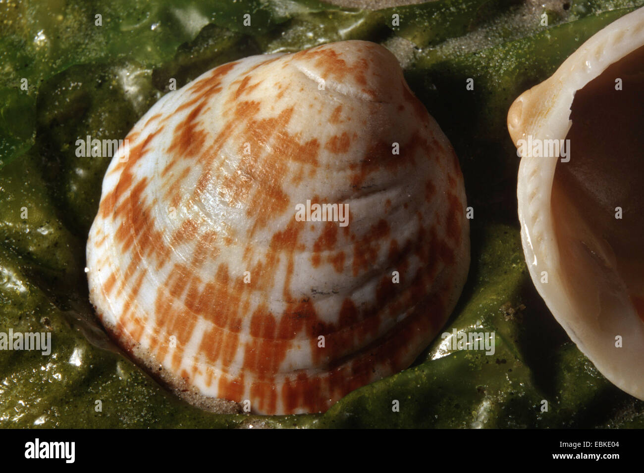 Dog cockle, European bittersweet (Glycymeris glycymeris), shells lying ...