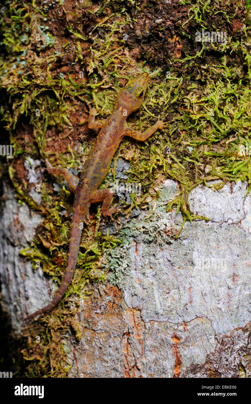 tropical gecko species (Cnemaspis spec.), sitting on mossy rock, Sri ...