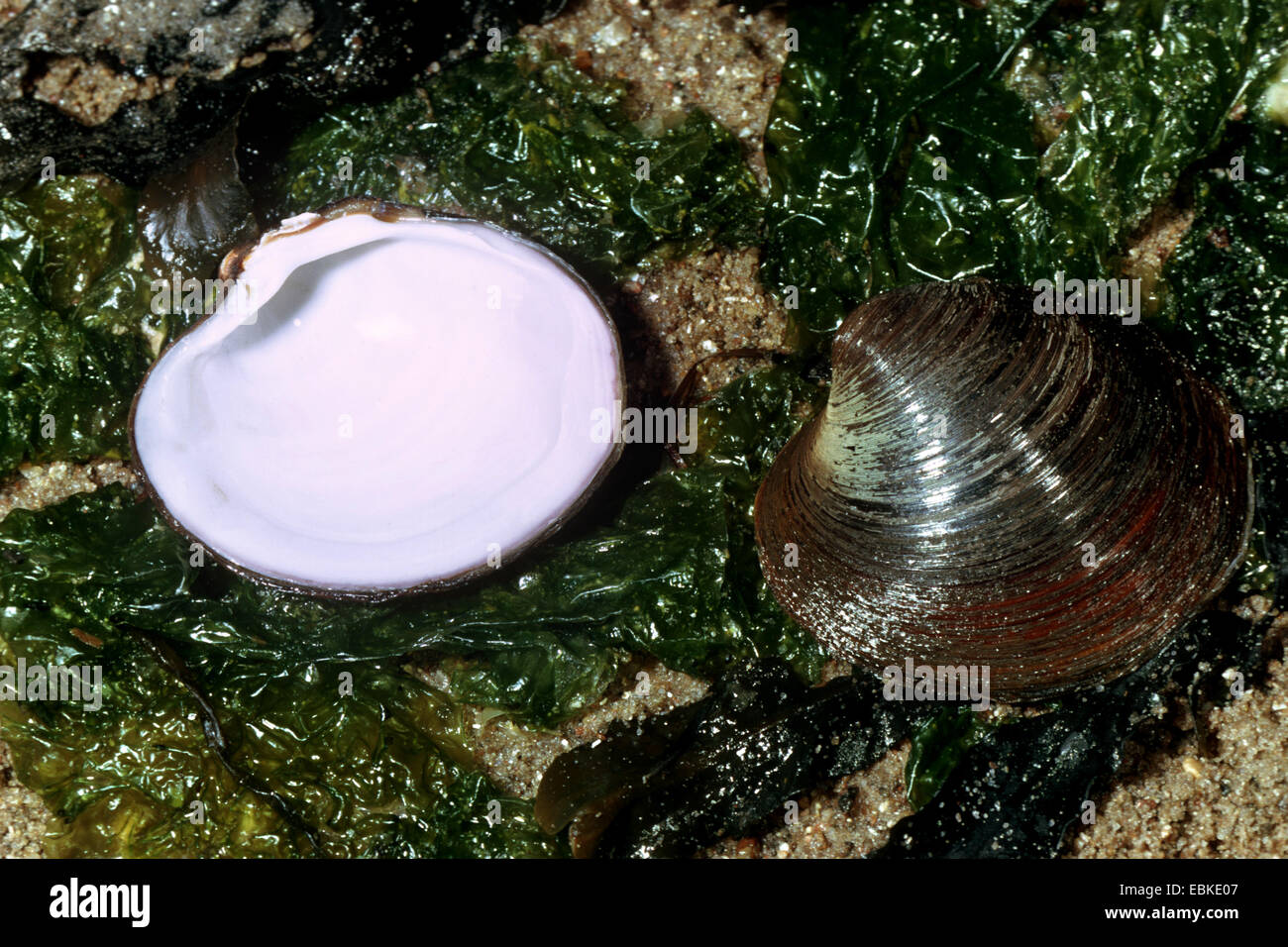 Cyprines hi-res stock photography and images - Alamy