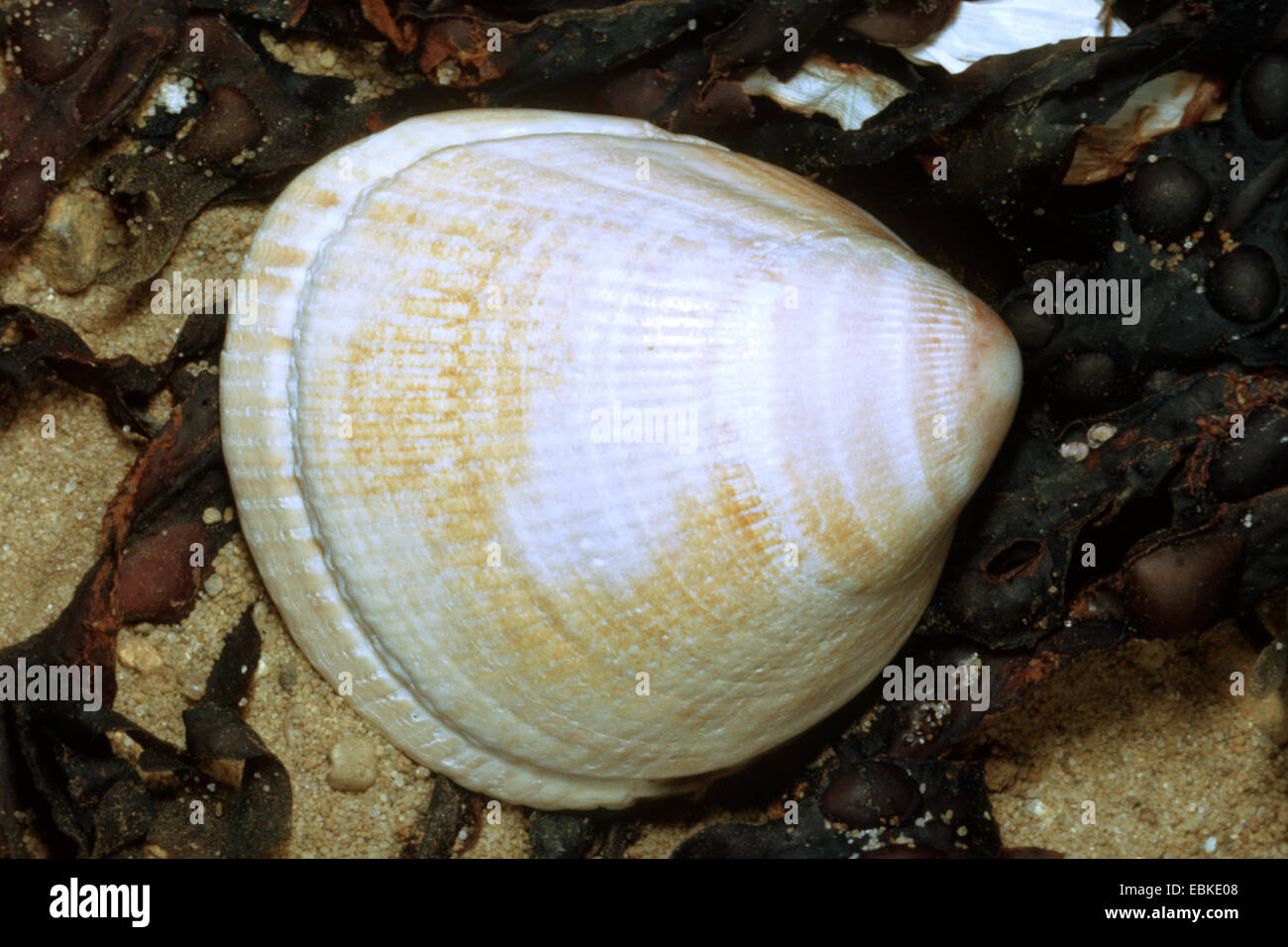 Norway cockle, Norwegian cockle (Laevicardium crassum, Cardium crassum ...